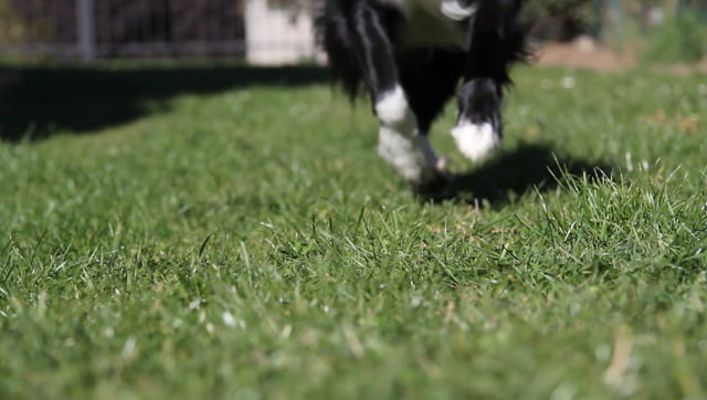 Border Collie, Running, Legs. Free Stock Video - Pixabay