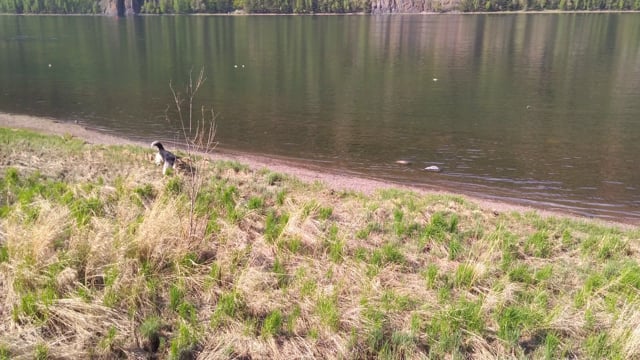 Dog River Runs Free Stock Video - Pixabay