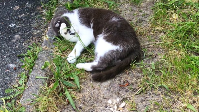 Cat Grass Animal Free Stock Video - Pixabay