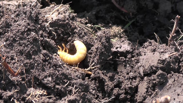 Chrust, Maggot, Clay. Free Stock Video - Pixabay