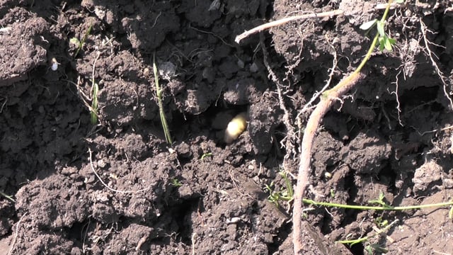 Chrust, Maggot, Clay. Free Stock Video - Pixabay