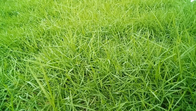 Grass, Nature, Landscape. Free Stock Video - Pixabay