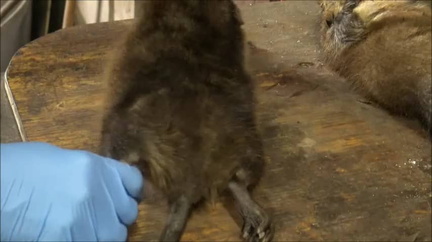 Muskrat skinning December 12, 2019 computer version on Vimeo