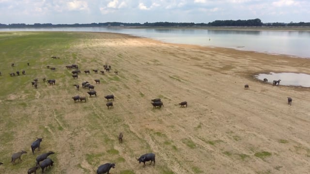 Cows Field Steppe Free Stock Video - Pixabay