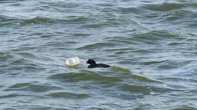 Water Duck Hen Pond - Free video on Pixabay