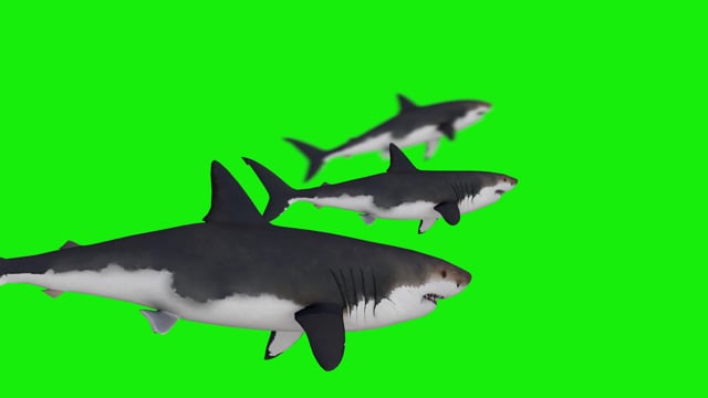 Shark Green Screen Videos: Download 5+ Free 4K & HD Stock Footage Clips ...