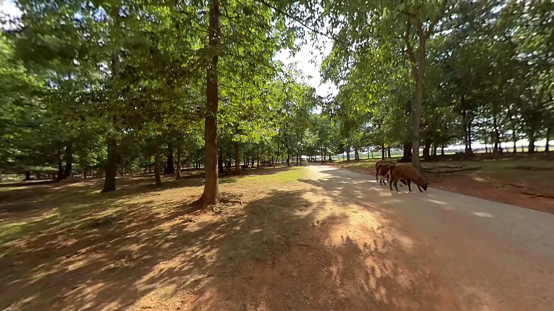 Mom Feeds Deer - Adventures at The Lazy 5 Ranch on Vimeo