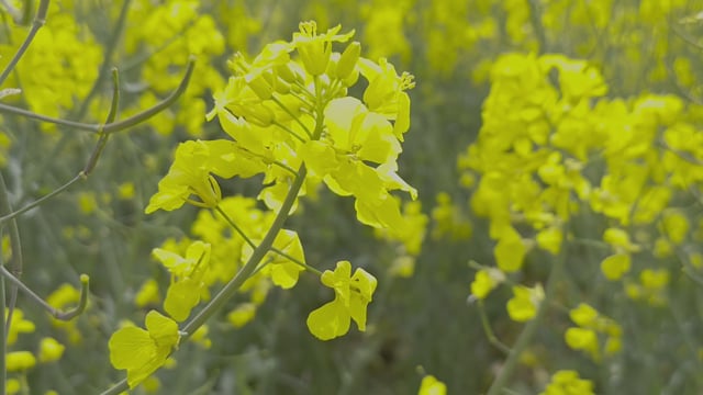 Raps Feld Blumen - Free video on Pixabay