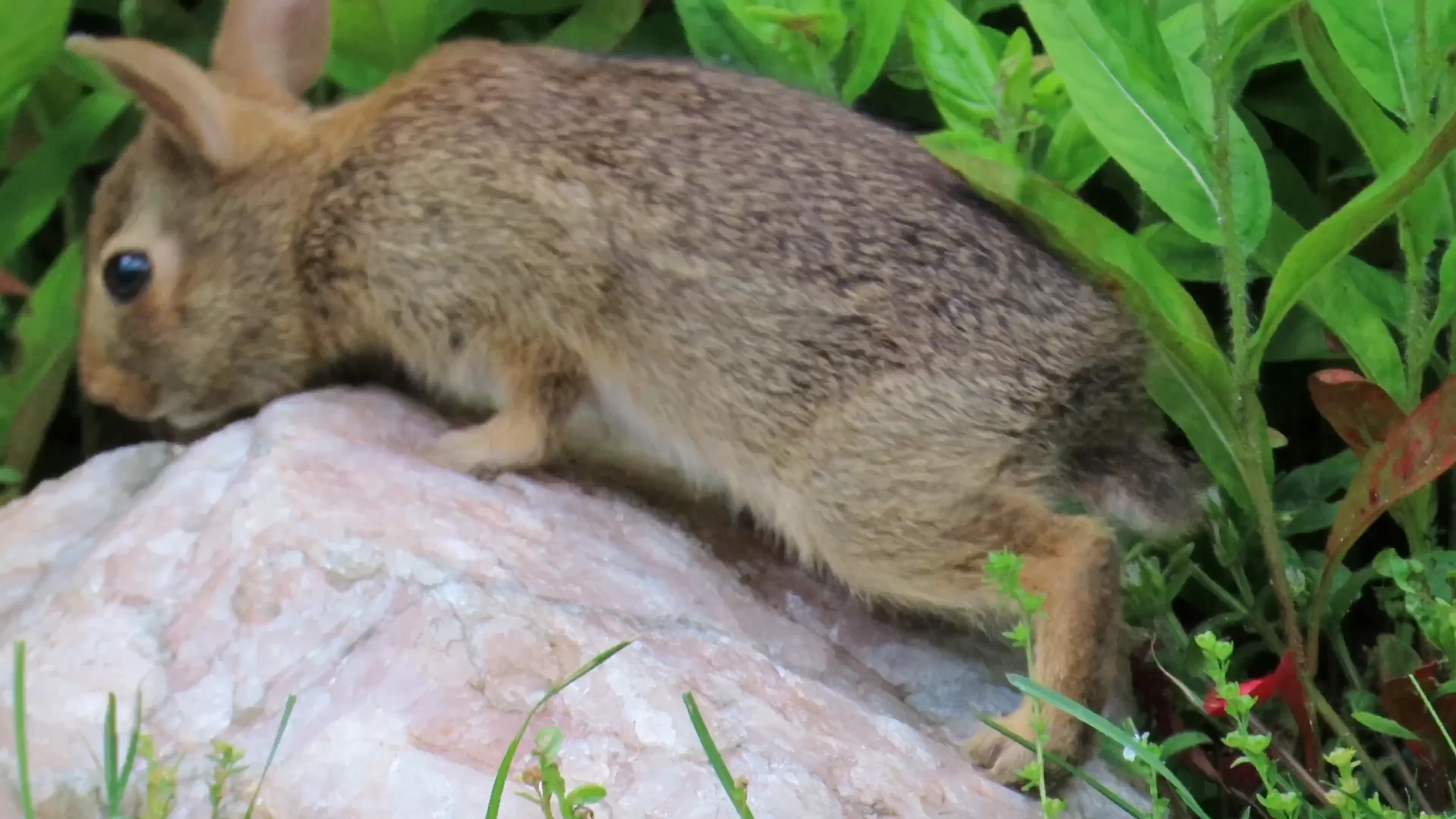 Eastern Cottontail Kit on Vimeo