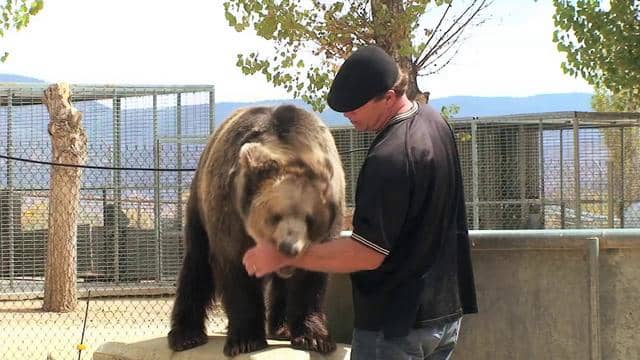 Amos the Bear on Vimeo