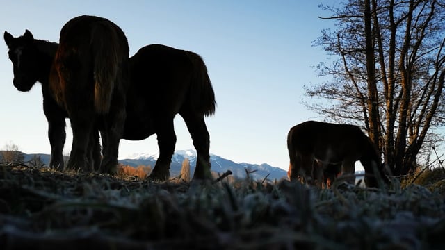 Caballos Naturaleza Paisaje - Free video on Pixabay - Pixabay