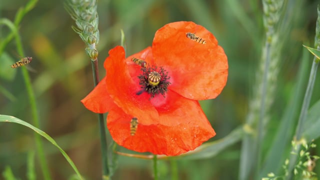 Poppy Hover Fly Blossom - Free video on Pixabay