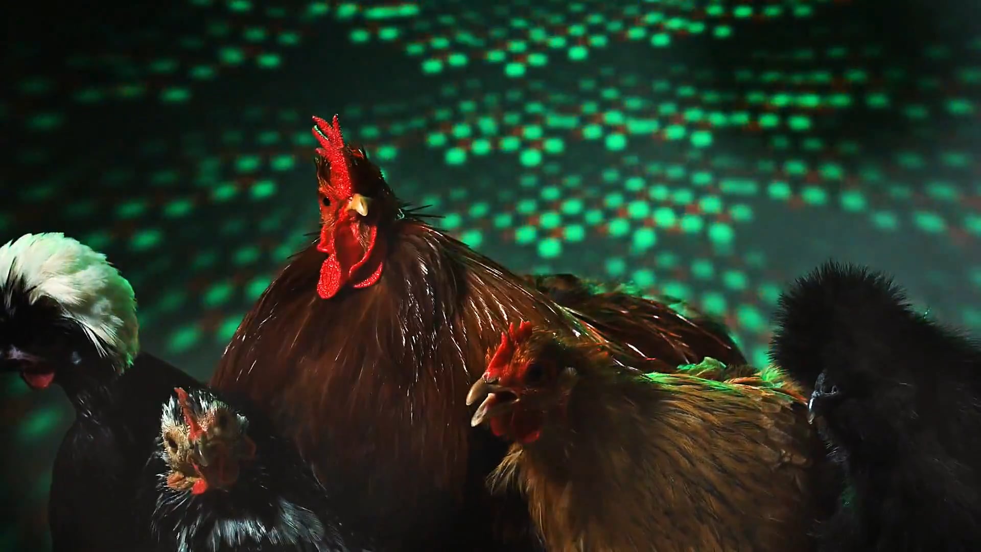 Chickens Got Moves _ The CHICken Book Project _ A Kickstarter Campaign ...