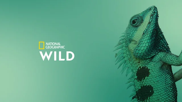 National Geographic Wild Logo
