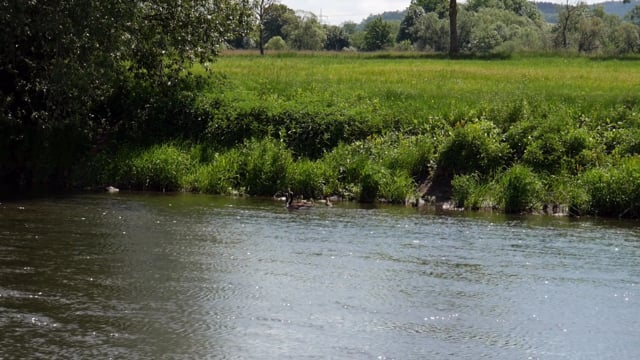 Nils鹅 小鸡 水鸟 - Free video on Pixabay