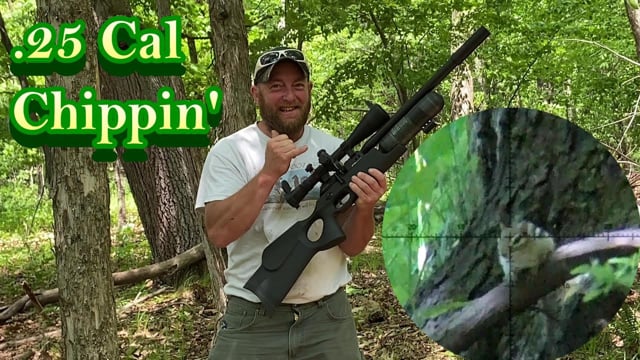Chipmunk Eradication Airgun Hunting FX Wildcat FX Crown - Airgun101