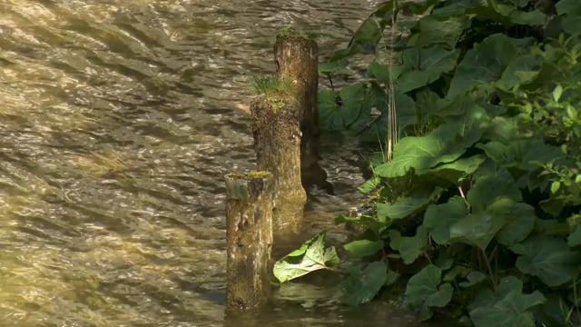 Water Flow Tree Stump - Free video on Pixabay