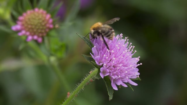 Garden Bumblebee Nature - Free video on Pixabay