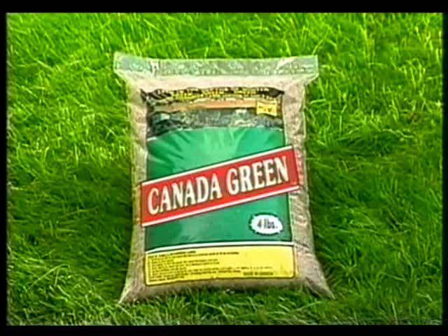 How to Grow Canada Green Grass Seed on Vimeo