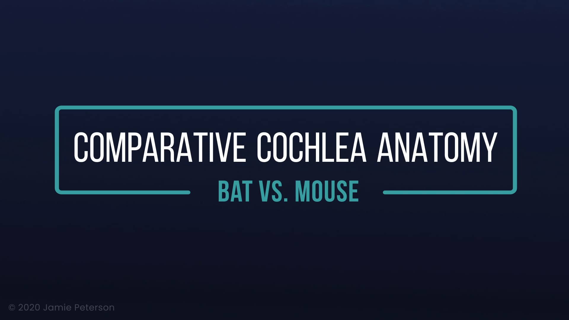 Cochlea Comparative Anatomy, Bat vs Mouse on Vimeo