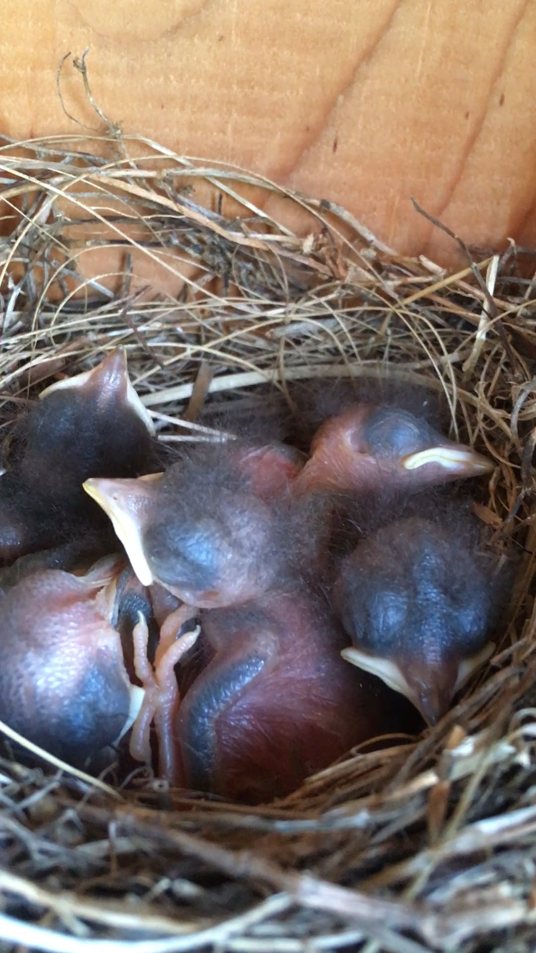Eastern Bluebird hatchlings on Vimeo