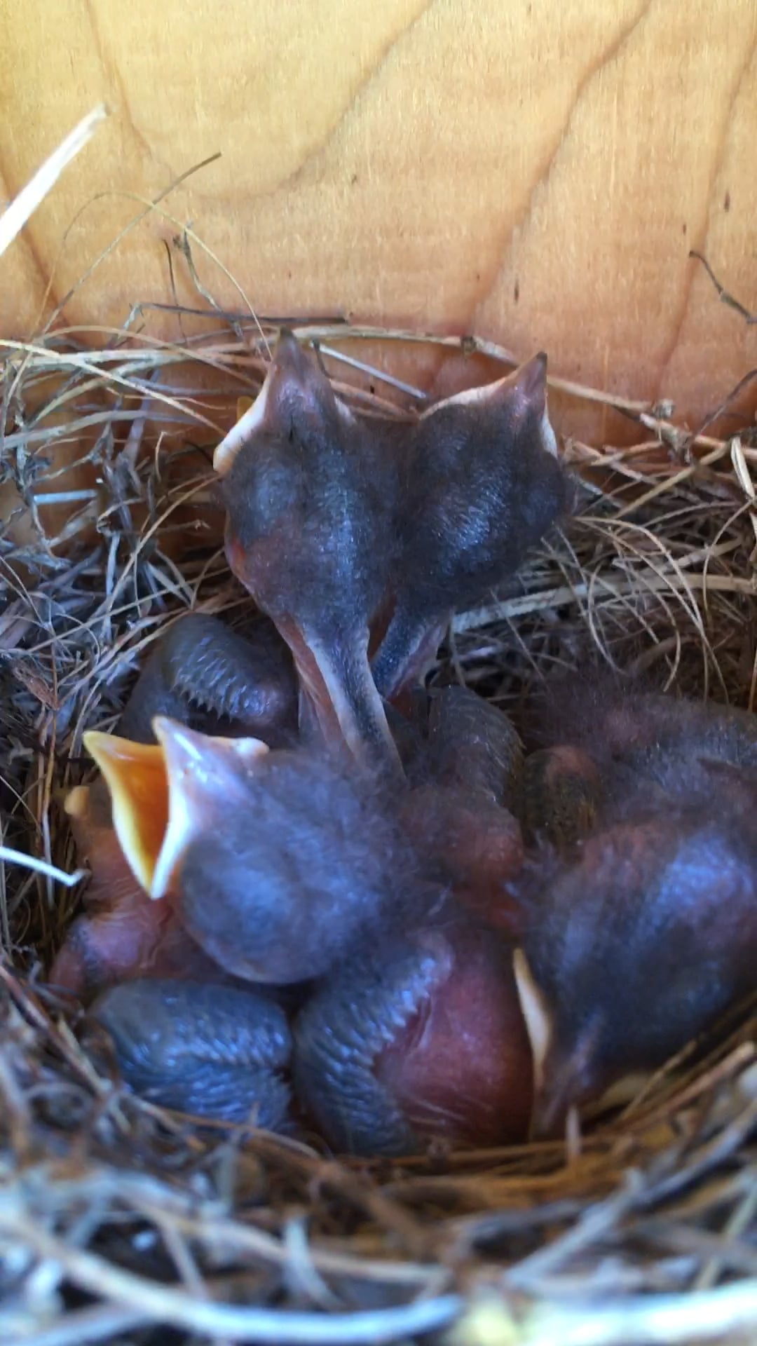 Eastern Bluebird hatchlings on Vimeo