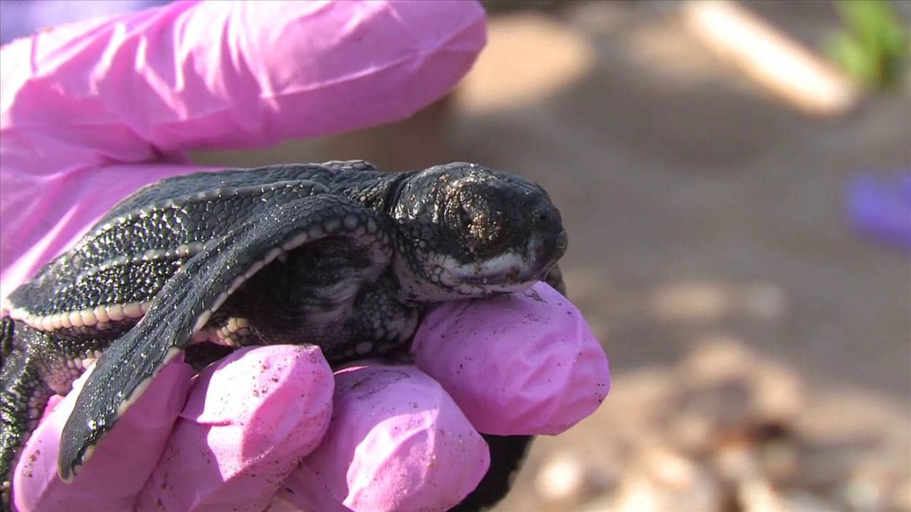 The Leatherback Trust: Protecting the World's Largest Sea Turtles on Vimeo