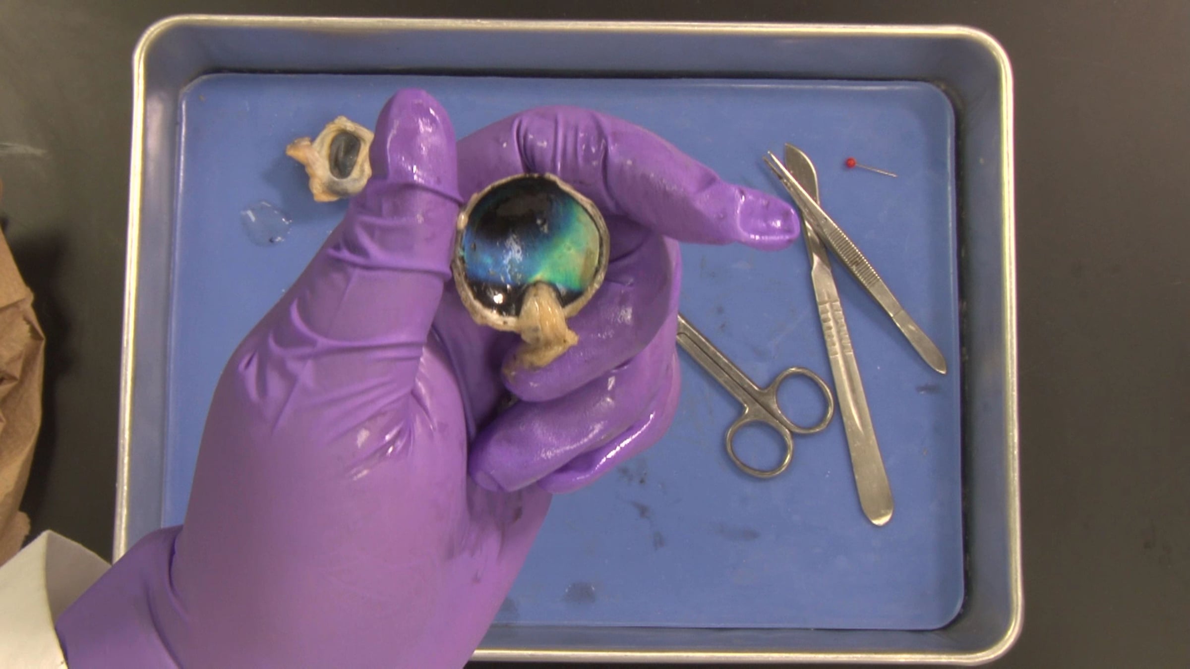 BIO 120 Eye Dissection