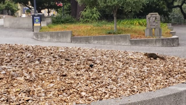 Squirrel, Berkeley-The University, Animal. Free Stock Video - Pixabay