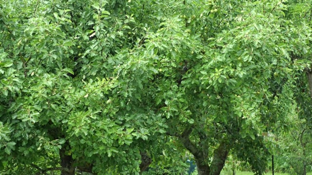 Tree, Rain, Water. Free Stock Video - Pixabay