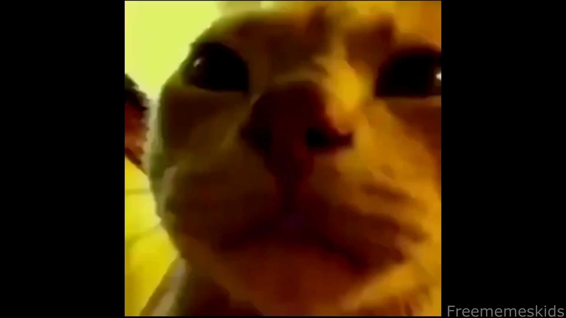 Primer meme on Vimeo