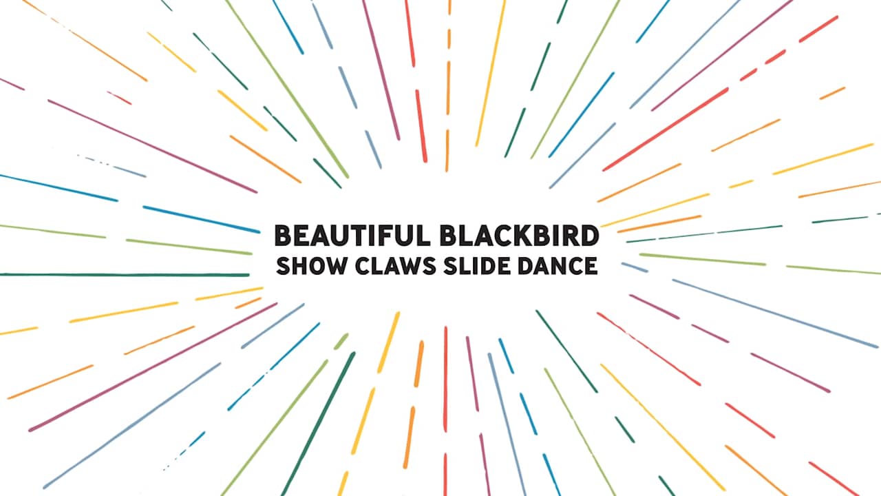 Beautiful Blackbird Show Claws Slide Dance on Vimeo