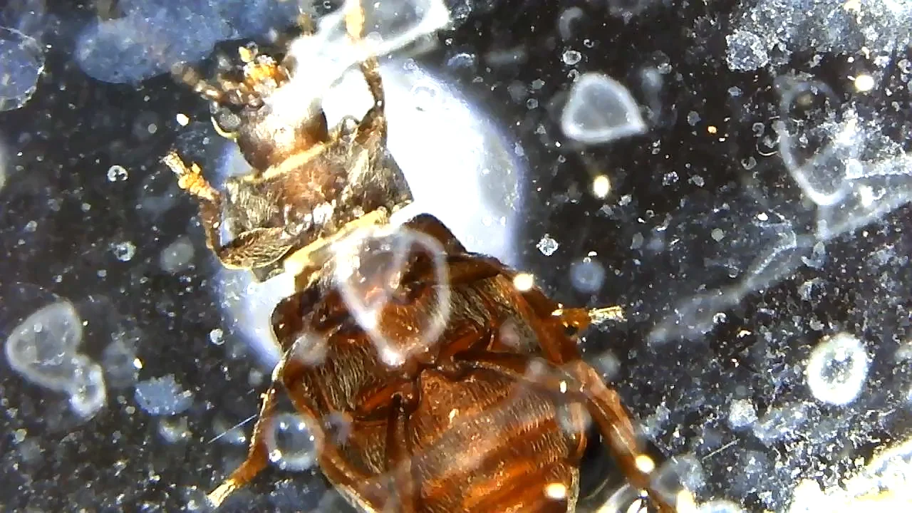 Mold beetles from above and below on Vimeo