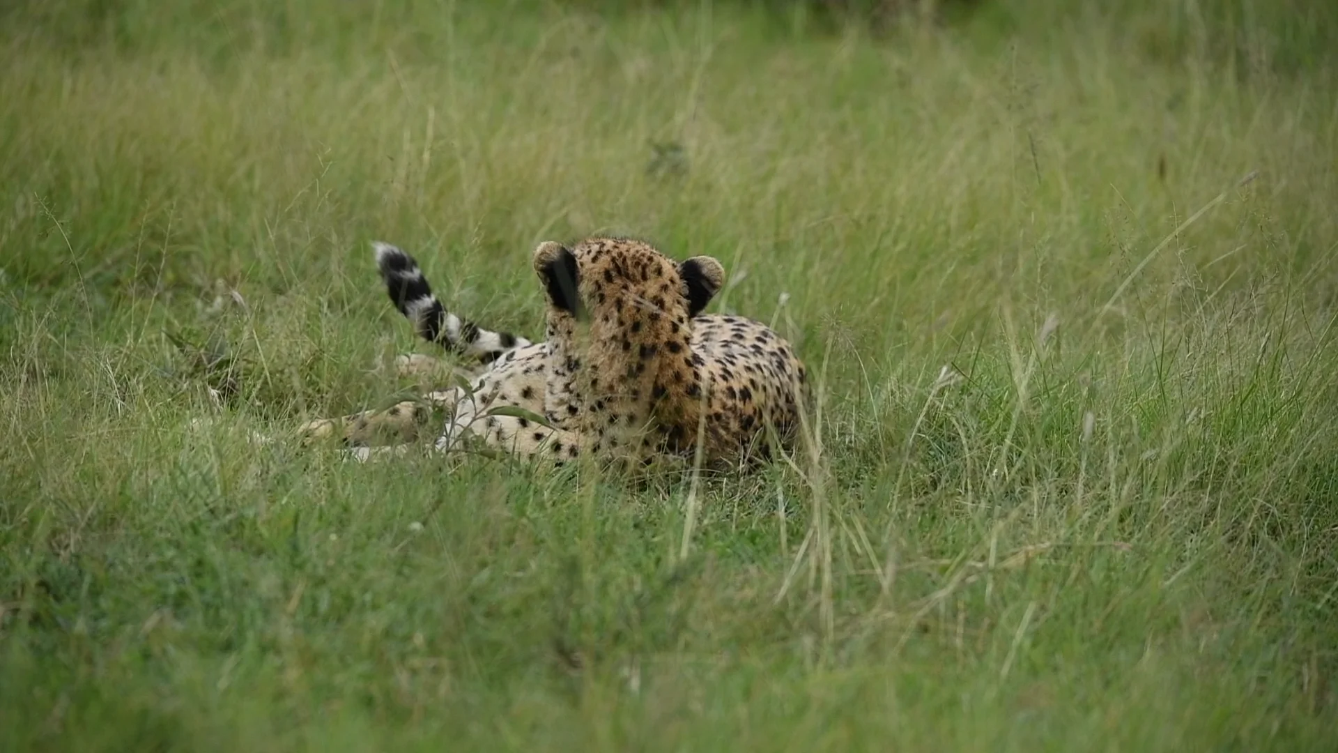Chillin Cheetah on Vimeo
