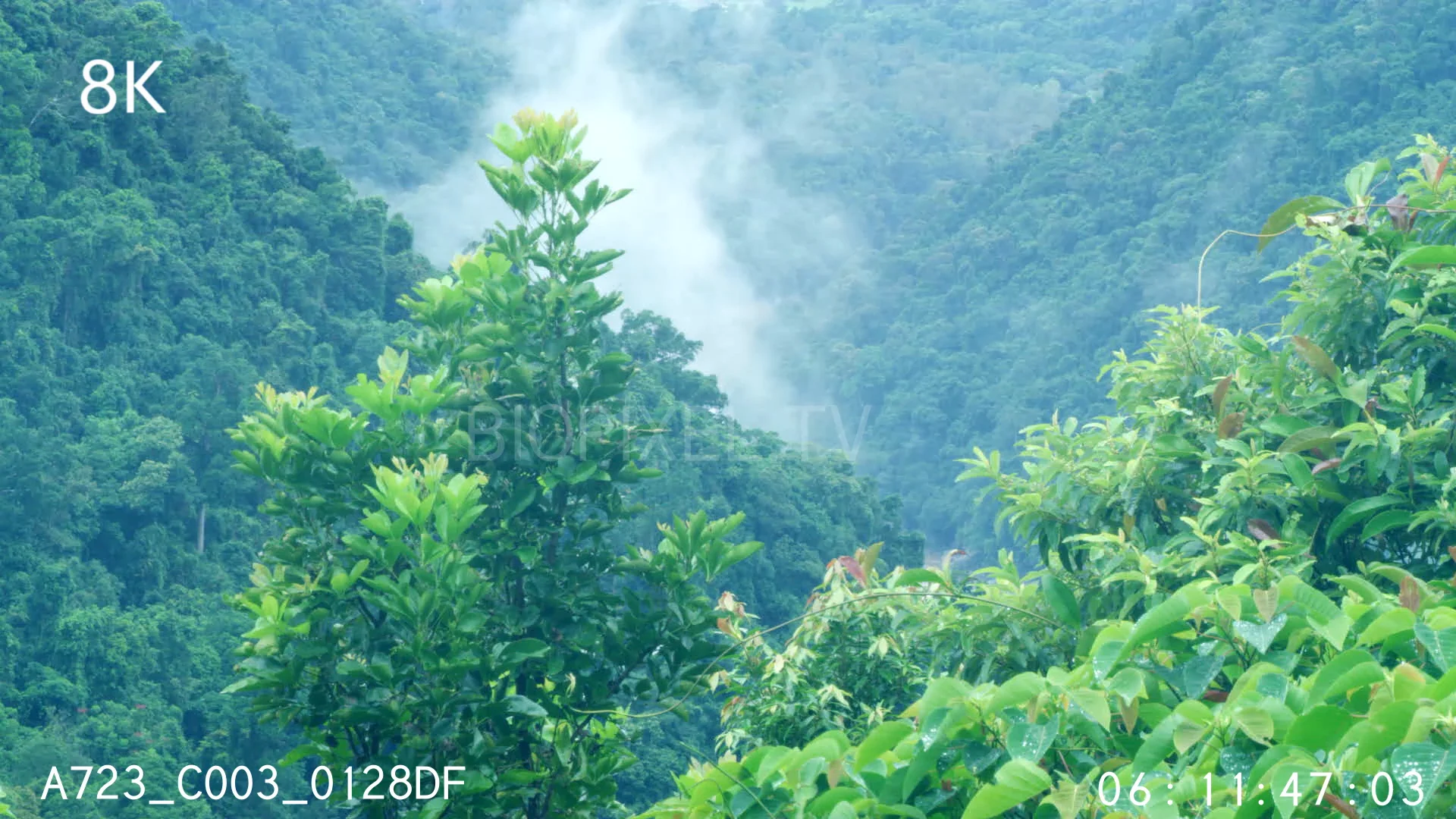 Weather - Rainforest time lapse 8K on Vimeo