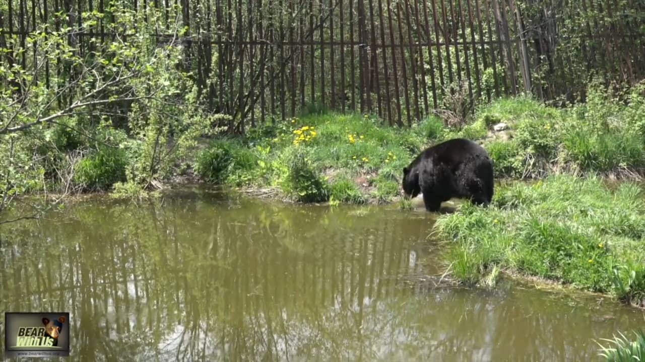 A Bear Update, Bear With Us, June 20,2020 on Vimeo