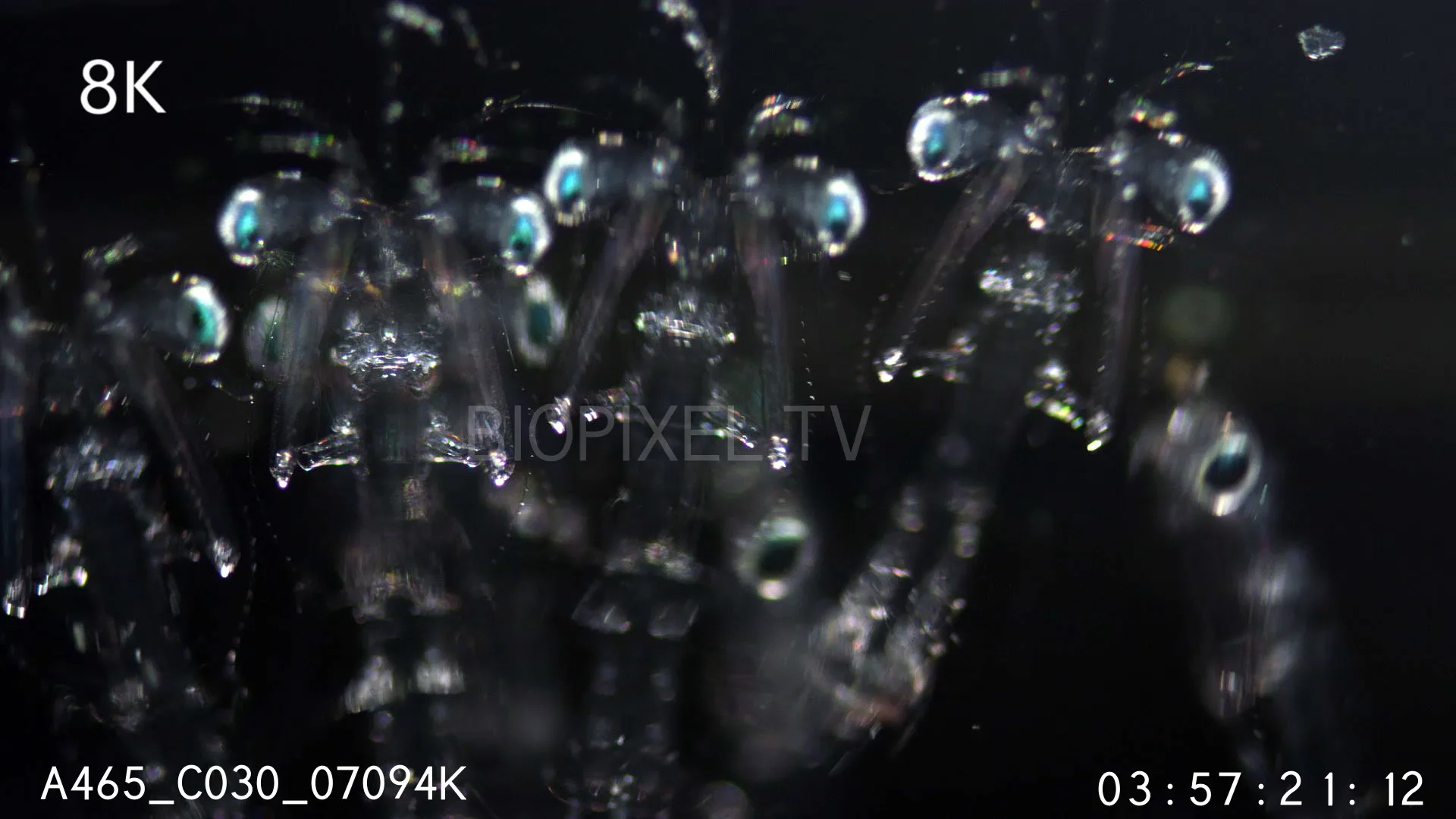 Crustaceans - Larval mantis shrimp 8K on Vimeo