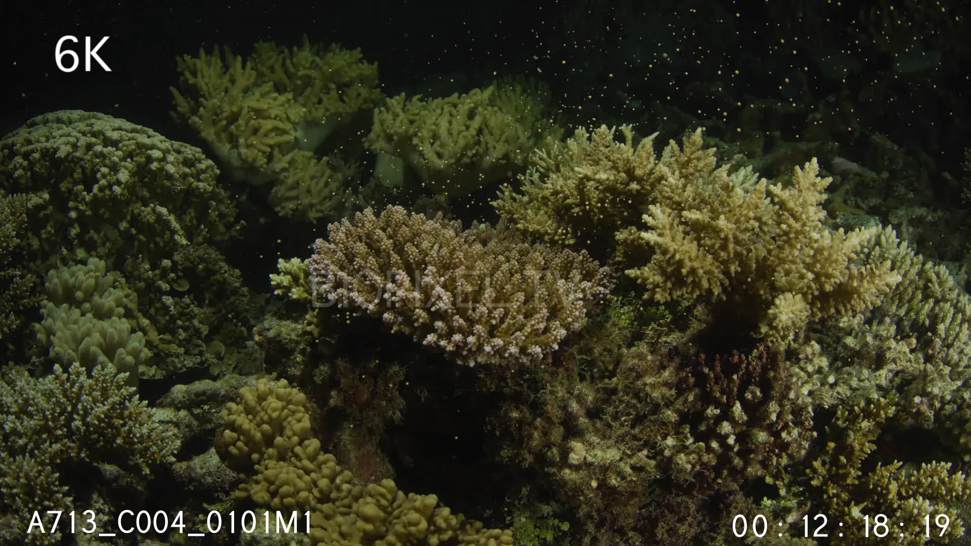 4K Reproduction Coral - Coral spawning 6K 3 on Vimeo