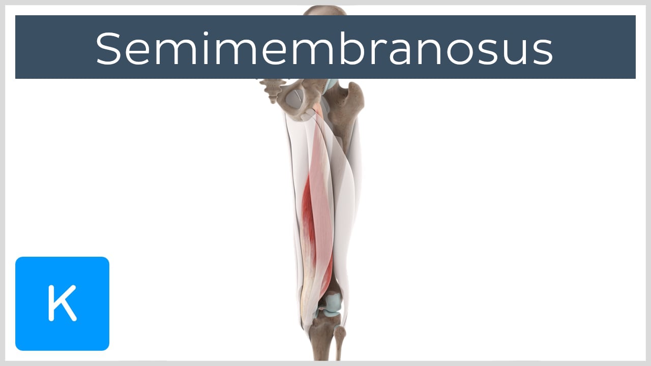 Semitendinosus And Semimembranosus Muscles
