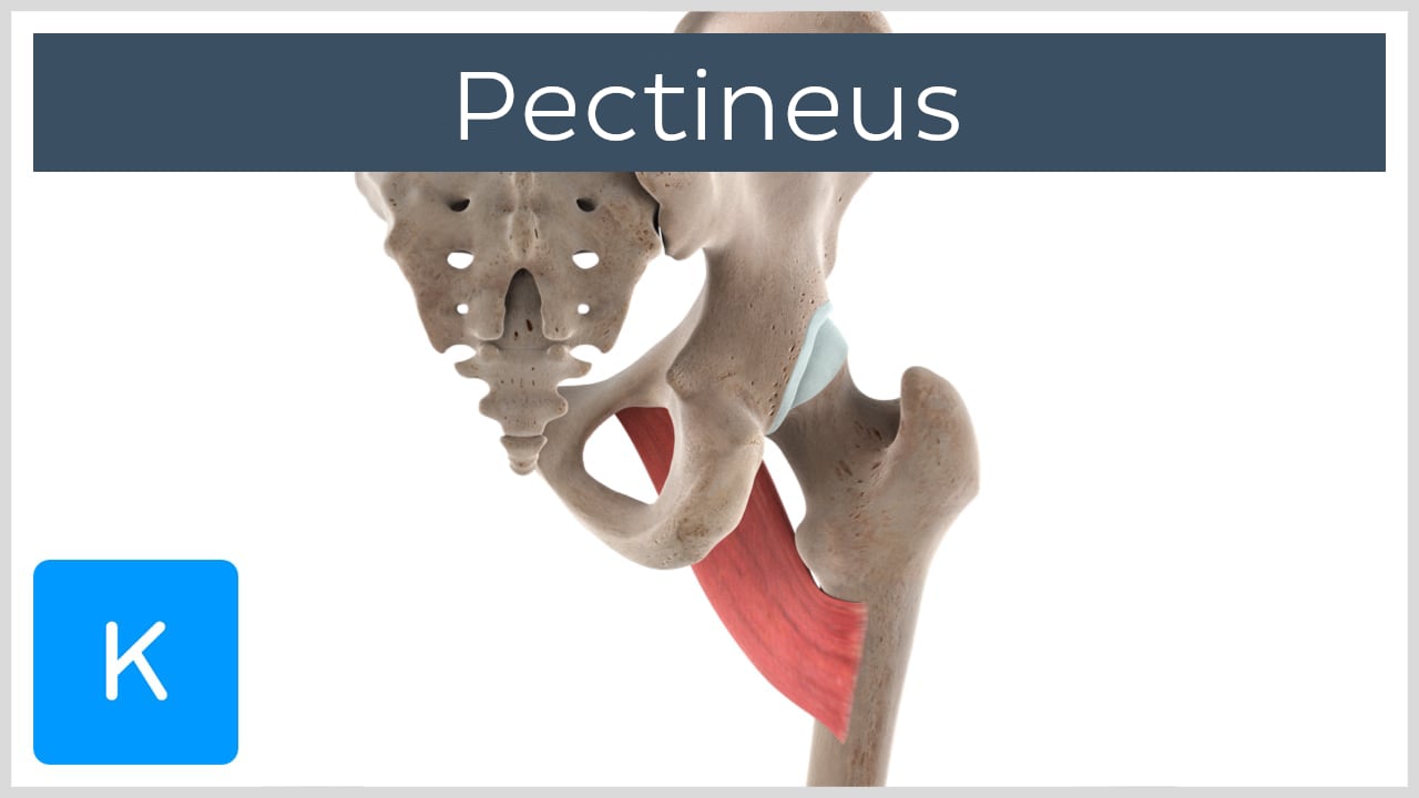 Pectineal Line Of Femur