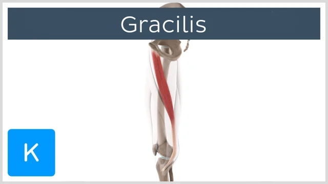 Gracilis Origin And Insertion