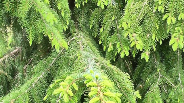 Spruce Tree Forest Free Stock Video - Pixabay