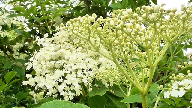 Baya Del Saúco Flores Naturaleza - Free video on Pixabay