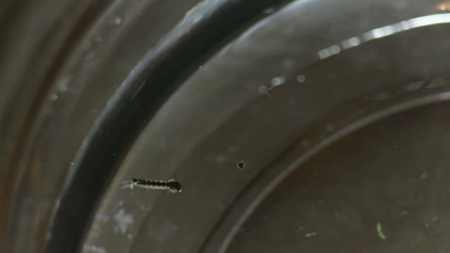 Mosquito Larvae Wriggle Aquatic - Free video on Pixabay