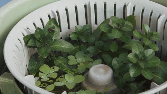 Toad Mop Bucket Aquatic Plants - Free video on Pixabay