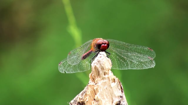 Insecto Naturaleza La Vida - Free video on Pixabay - Pixabay