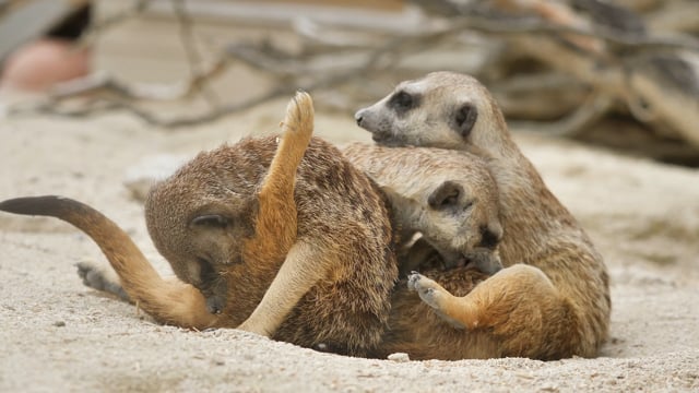 Suricata Animales Familia - Free video on Pixabay - Pixabay