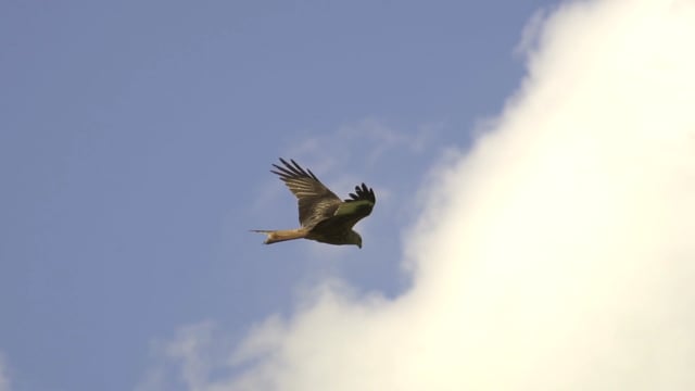 100+ Free Birds Flying & Flying Videos, HD & 4K Clips - Pixabay