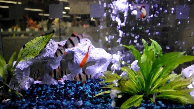 Fish Tank on Vimeo