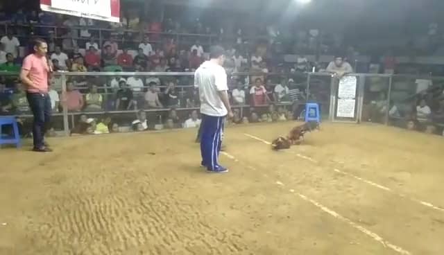 Big Event Stag Derby - Champion with 4 Wins! on Vimeo